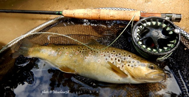 Cartes de pêche 2025 en vente dés aujourd’hui – TRUITES & COMPAGNIES