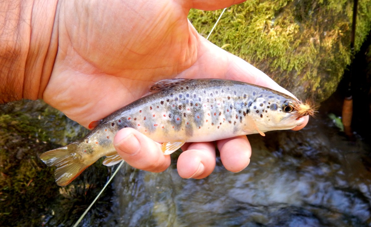 Tabanas partie !… – TRUITES & COMPAGNIES