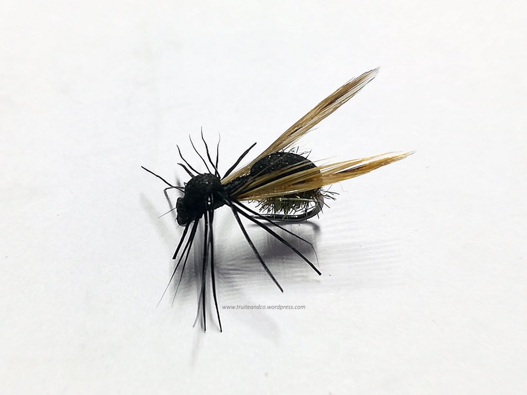 Fourmi ailée – TRUITES & COMPAGNIES